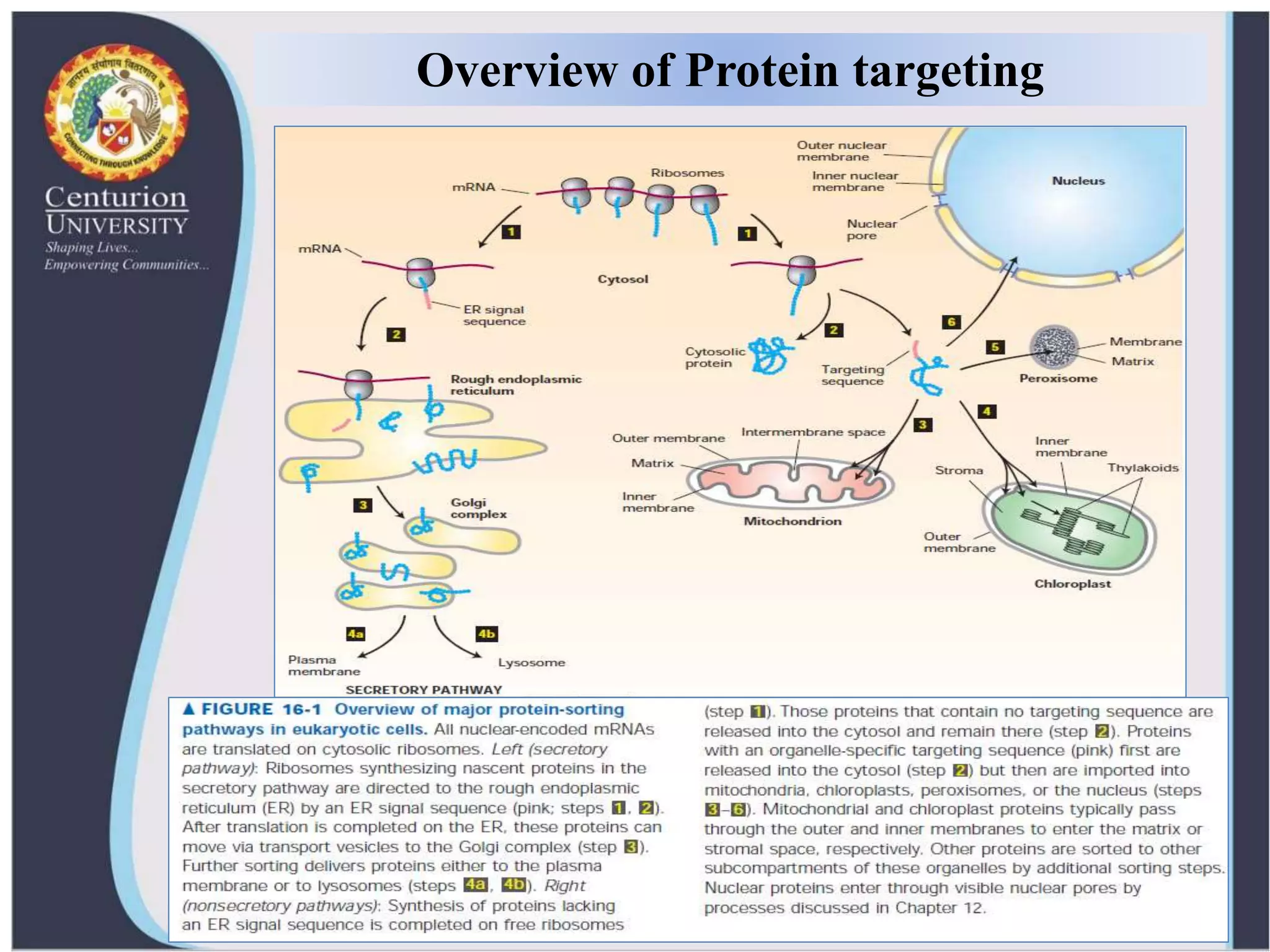Mitochondrial protein targeting | PPTX | Genetics | Science