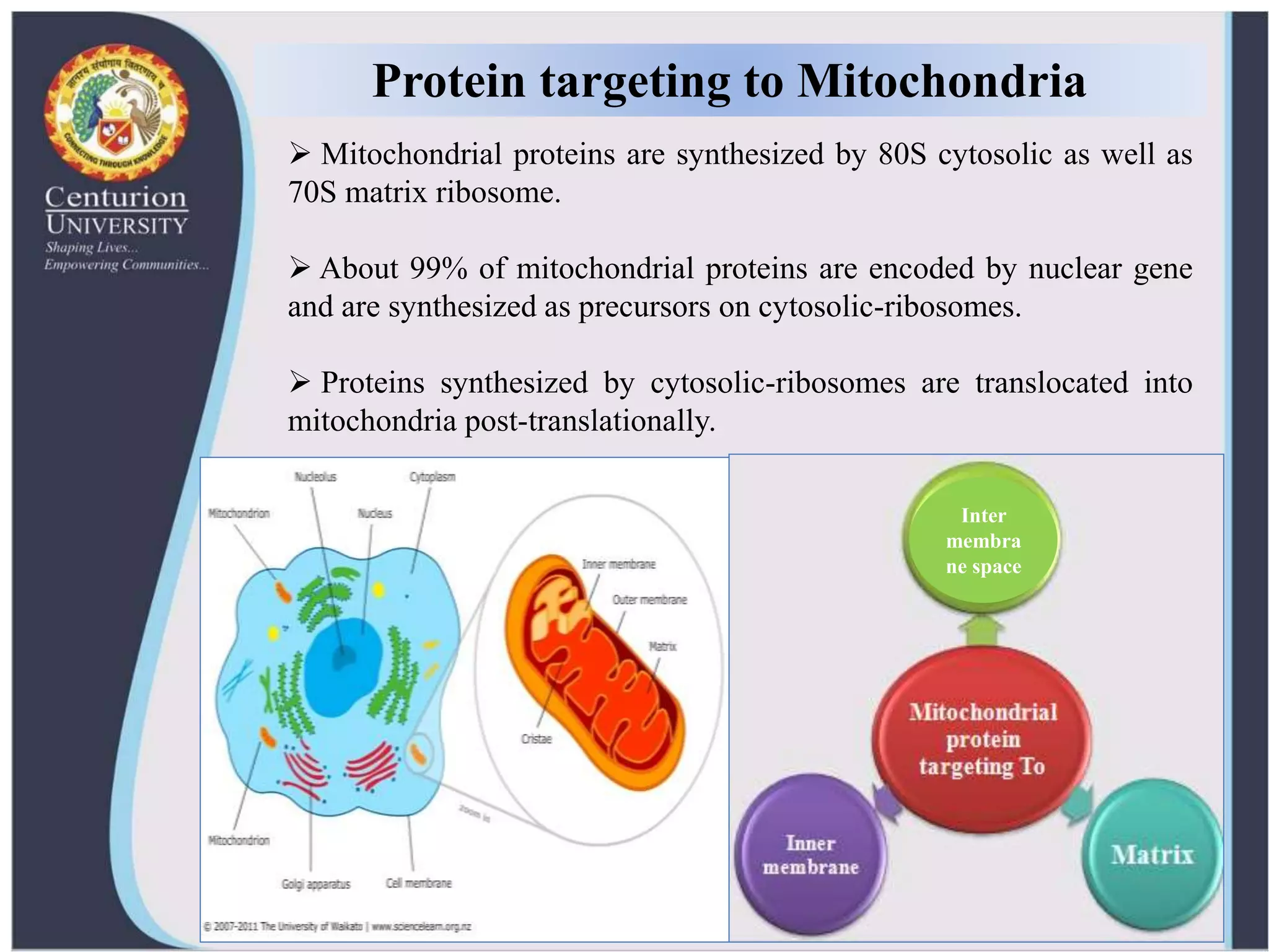 Mitochondrial protein targeting | PPTX