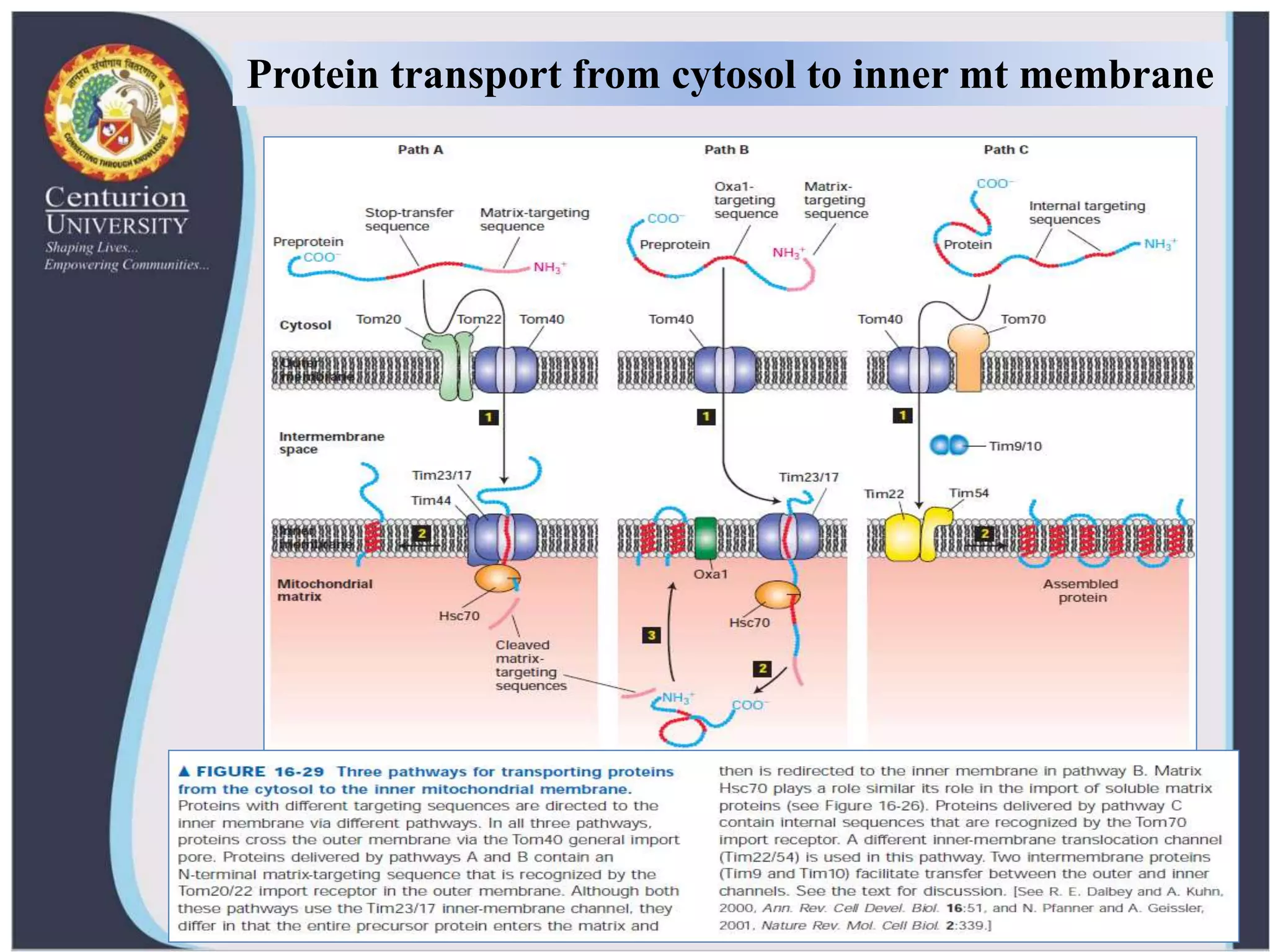 Mitochondrial protein targeting | PPTX | Genetics | Science