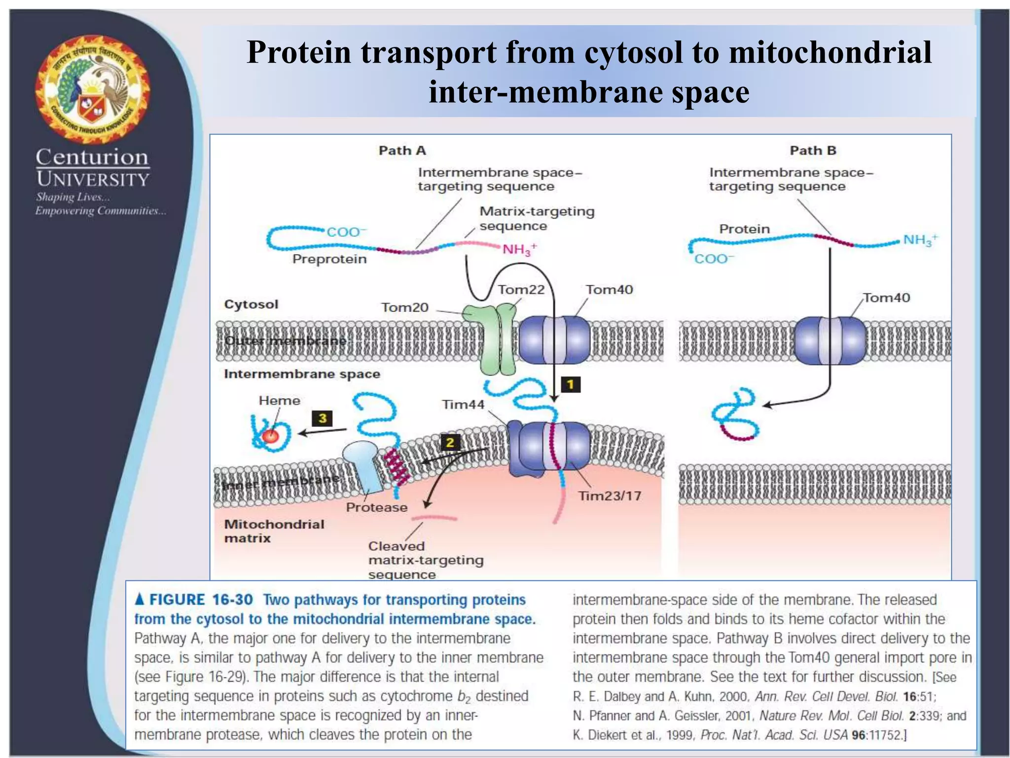 Mitochondrial protein targeting | PPTX