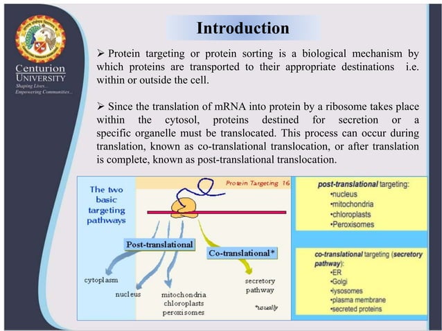 Mitochondrial protein targeting | PPTX | Genetics | Science