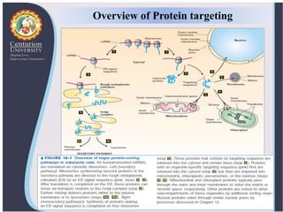 Mitochondrial protein targeting | PPTX