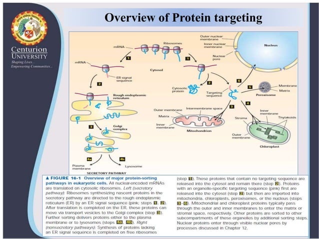Mitochondrial protein targeting | PPTX | Genetics | Science