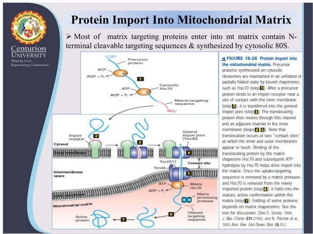 Mitochondrial protein targeting | PPTX | Genetics | Science