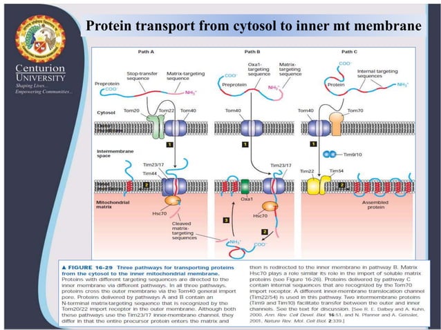 Mitochondrial protein targeting | PPTX | Genetics | Science