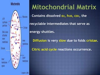 Mitochondrial structure | PPTX