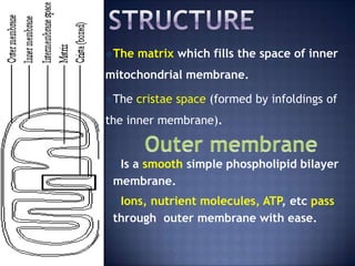 Mitochondrial structure | PPTX