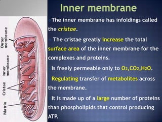 Mitochondrial structure | PPTX