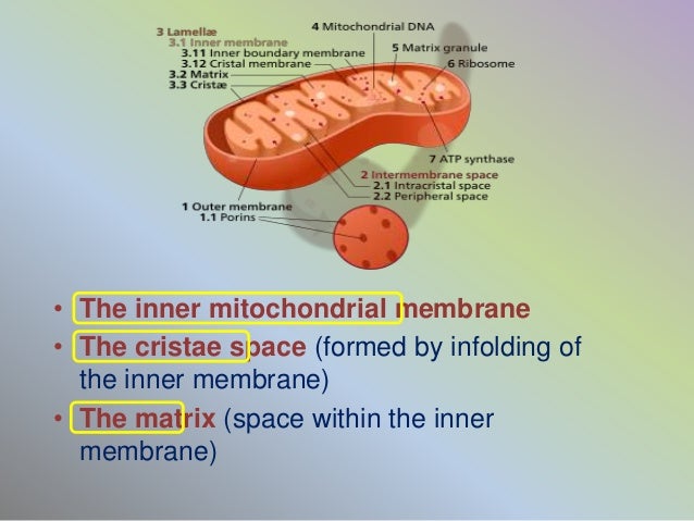 MITOCHONDRIA & NUCLEUS