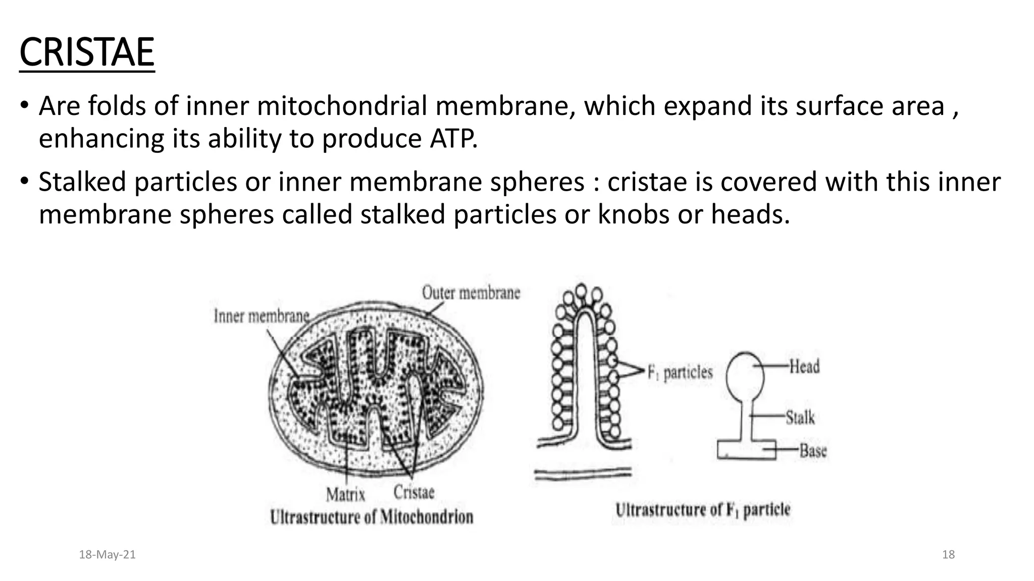 Mitochondria , peroxisome and lysosome | PPTX