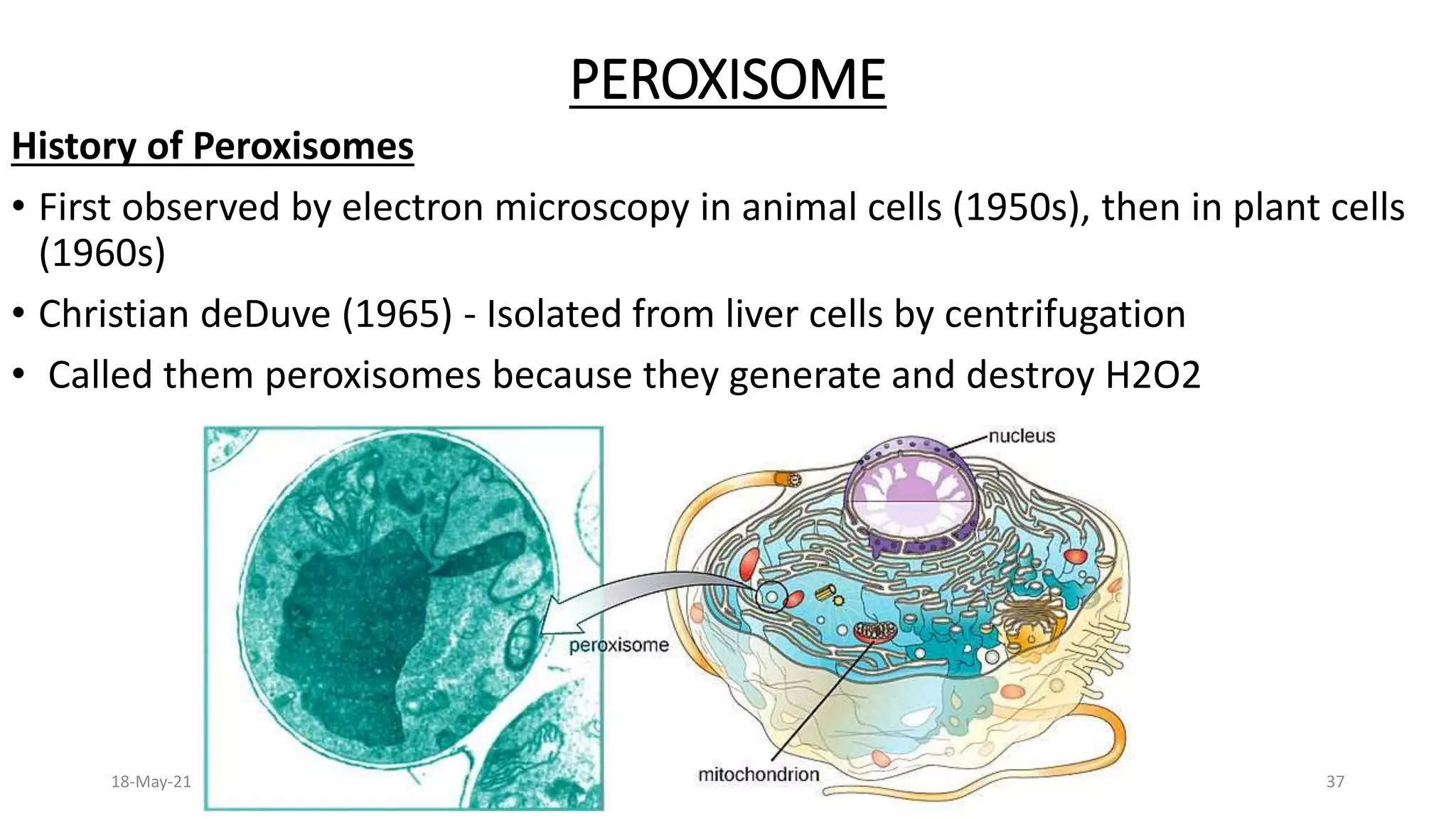 Mitochondria , peroxisome and lysosome | PPTX | Biological Sciences ...