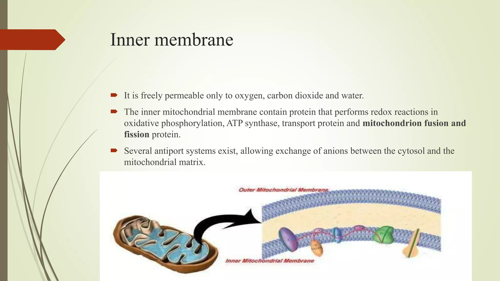 Mitochondria ( power house of cell) | PPTX