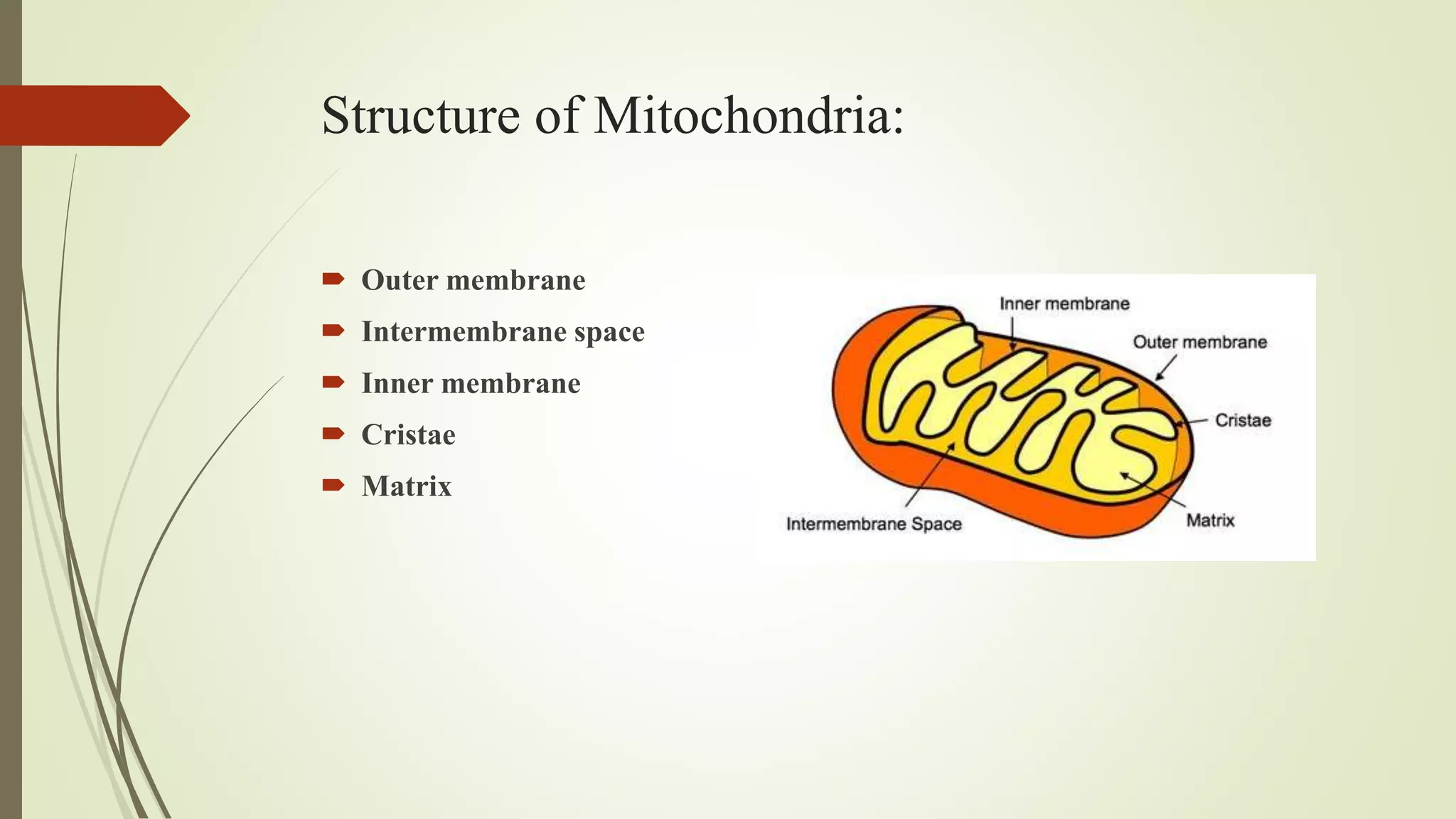 Mitochondria ( power house of cell) | PPTX