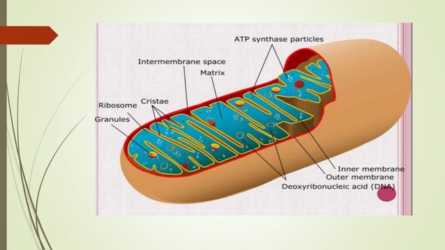 Mitochondria ( power house of cell) | PPT