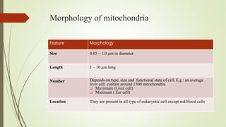 Mitochondria ( power house of cell) | PPTX