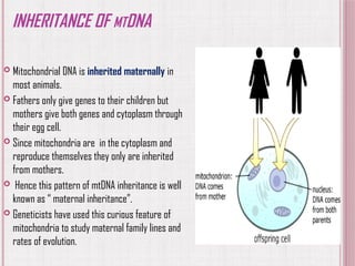 mitochondriappt-16092309472jnjhjh.3.pptx