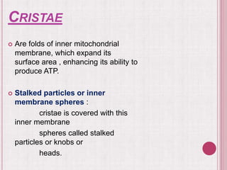 Mitochondria ppt | PPTX
