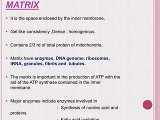 Mitochondria ppt | PPTX