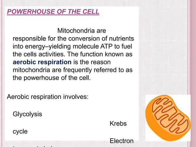 Mitochondria ppt | PPTX | Biological Sciences | Science