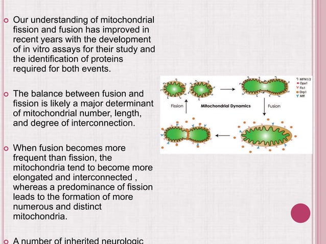 Mitochondria ppt | PPTX | Biological Sciences | Science