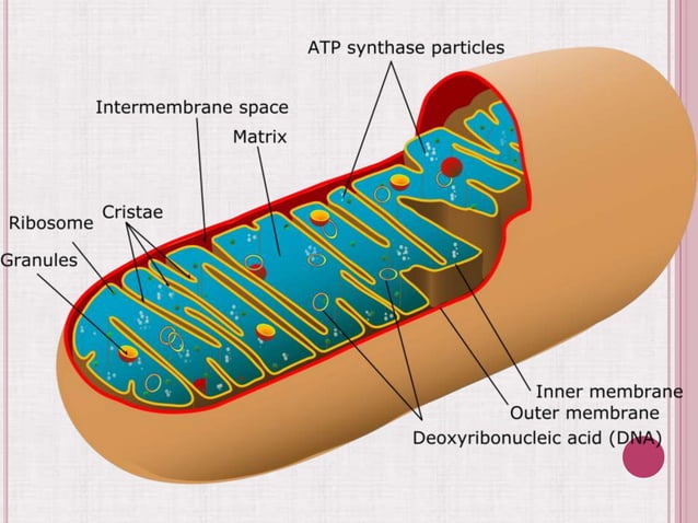 Mitochondria ppt | PPTX | Biological Sciences | Science