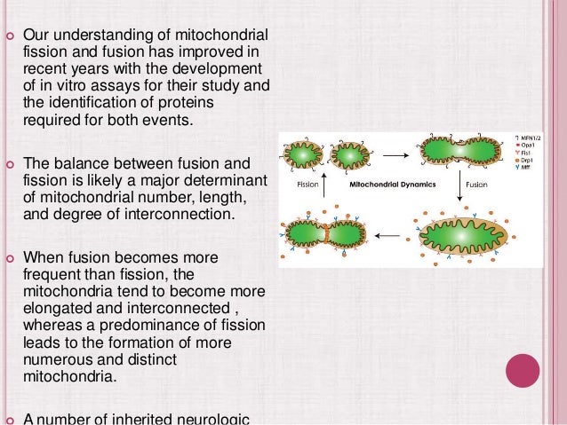 Mitochondria ppt