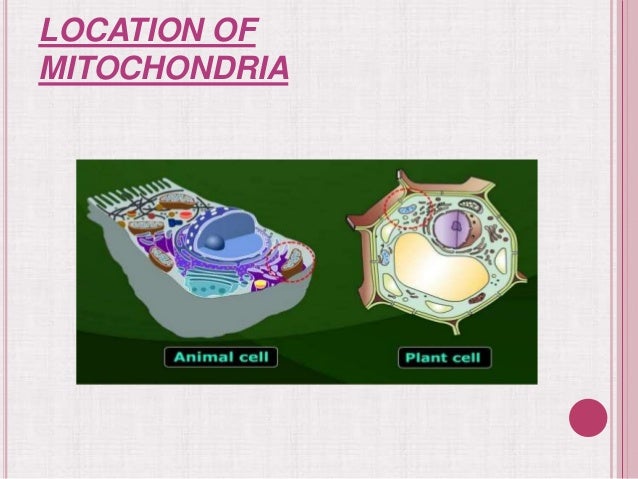 Mitochondria ppt