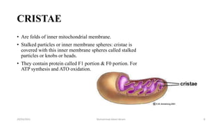 Mitochondria p pt. | PPT