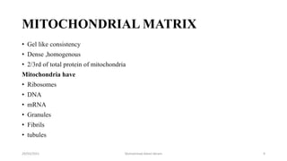 Mitochondria p pt. | PPT