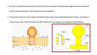 MITOCHONDRIA PPT.pptx