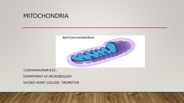 mitochondria ppt. | PPT