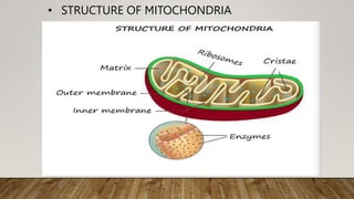 mitochondria ppt. | PPTX