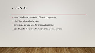 mitochondria ppt. | PPTX