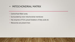 mitochondria ppt. | PPTX