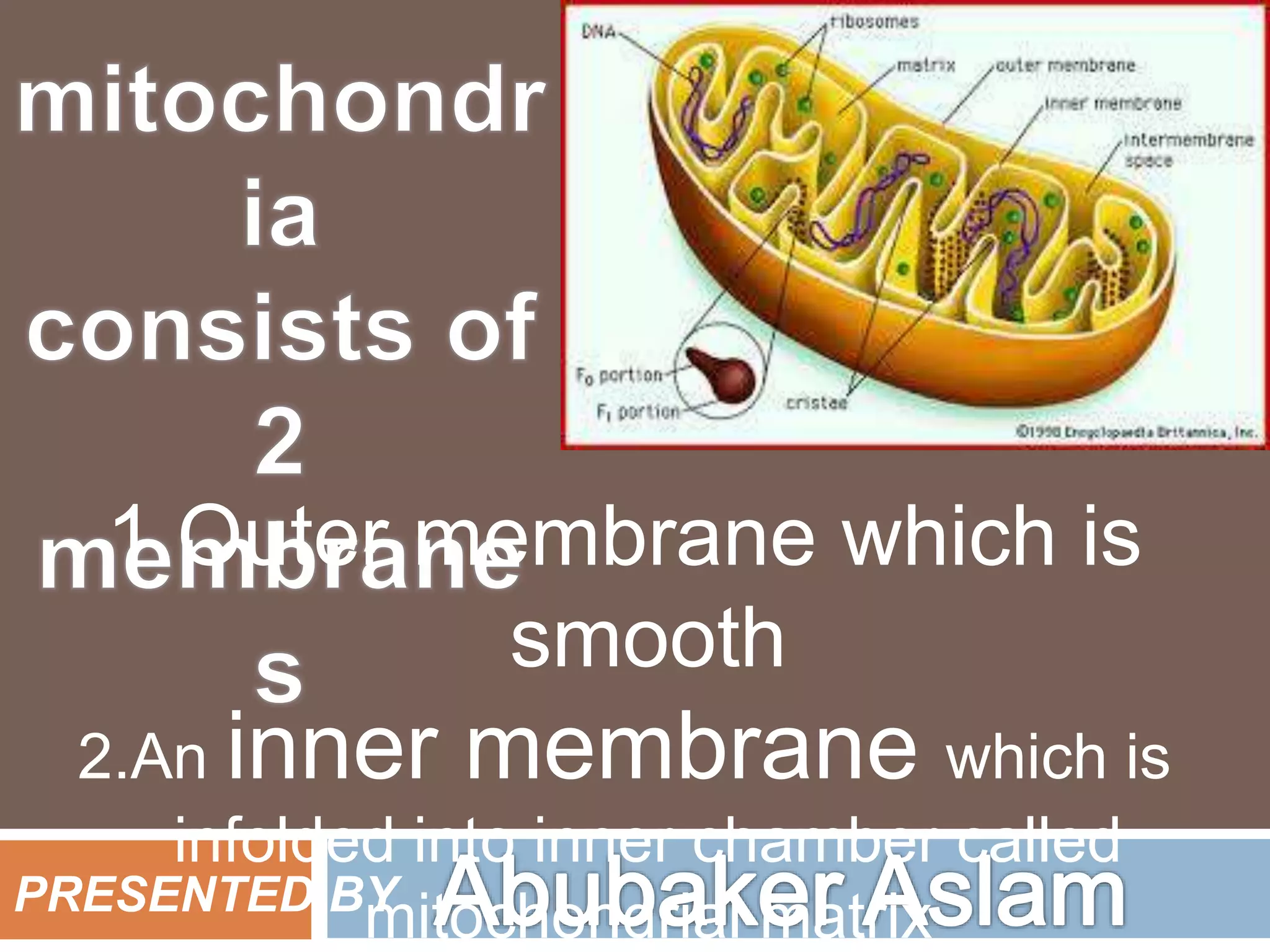 Mitochondria presentation for all kind of zoology and biology students ...