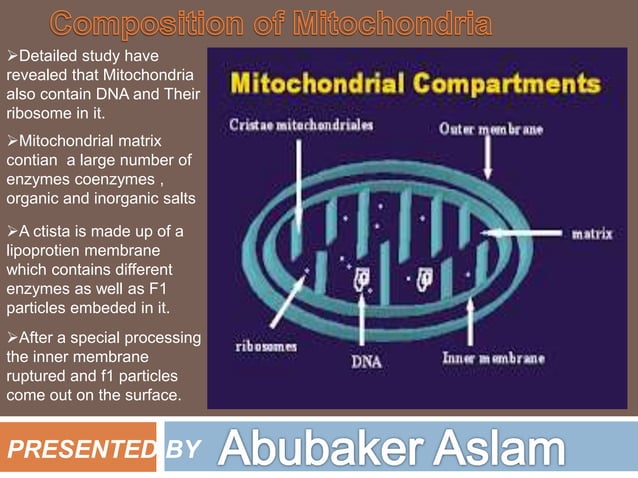 Mitochondria presentation for all kind of zoology and biology students ...