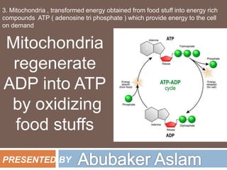 Mitochondria presentation for all kind of zoology and biology students ...