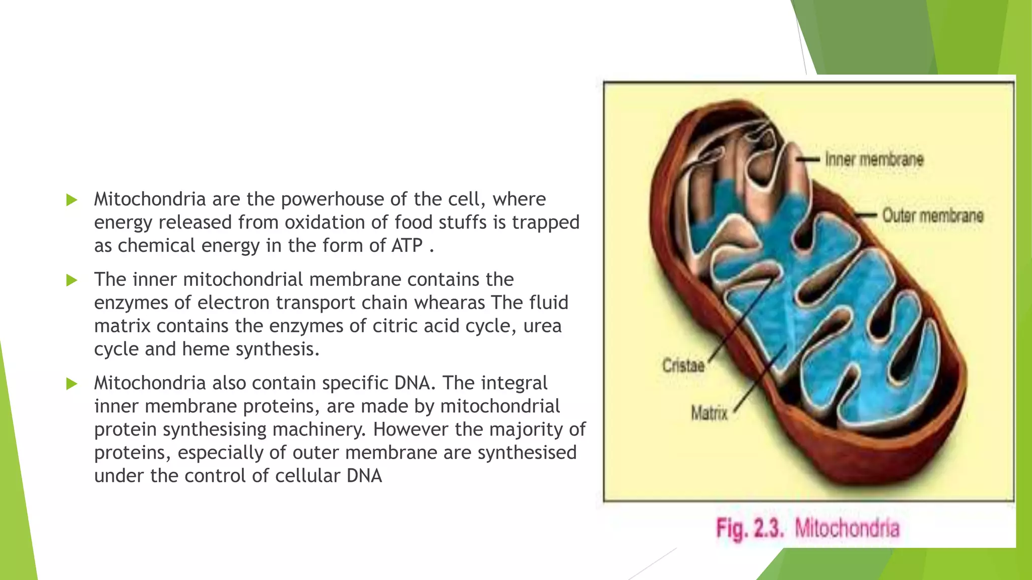 Mitochondria , its importance in neurosciences | PPTX