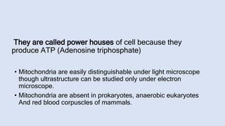 Mitochondria : Powerhouse of the Cell | PPTX