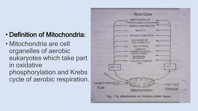 Mitochondria : Powerhouse of the Cell | PPT