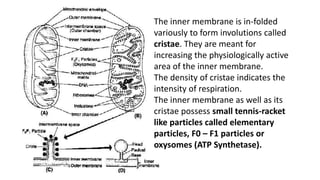 Mitochondria : Powerhouse of the Cell | PPTX
