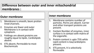 Mitochondria : Powerhouse of the Cell | PPTX