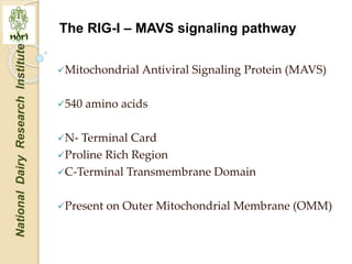 Mitochondria role in signaling and innate immunity | PPT