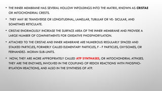 mitochondria structure, functions and important properties.pptx