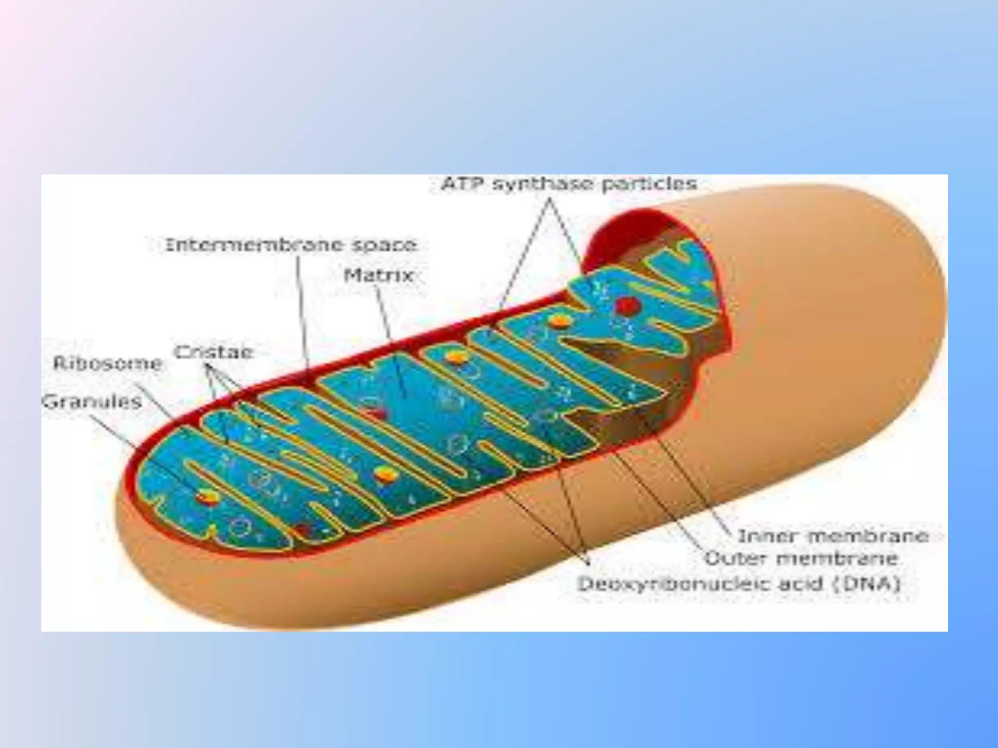Mitochondria structure and function | PPTX