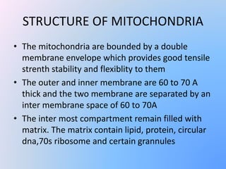 Mitochondria structure and function | PPTX