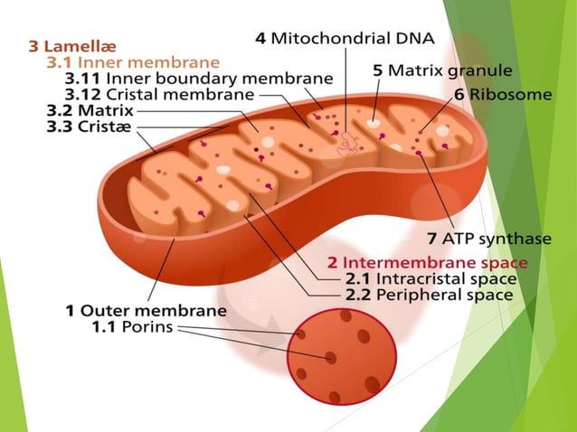 Mitochondria transformation | PPT