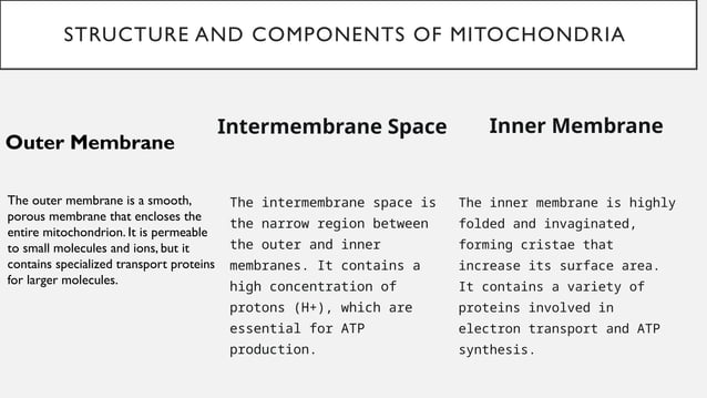 Mitochondria : Why Power House Of the Cell.pptx
