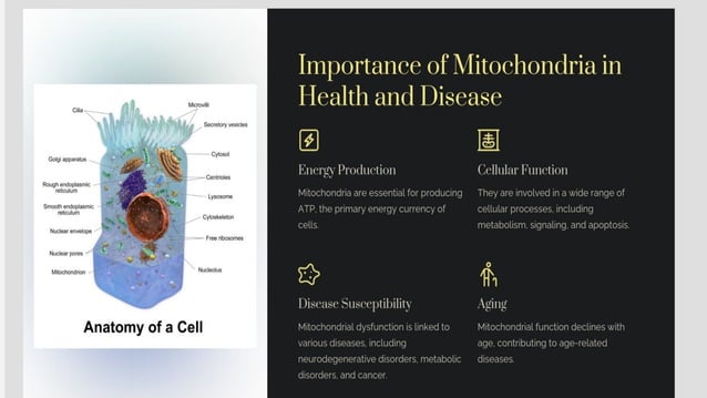 Mitochondria : Why Power House Of the Cell.pptx