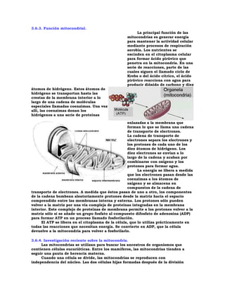 Mitocondria | DOCX